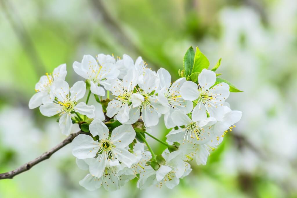 White Cherry Blossoms - Majestic Beauty Spa PLLC